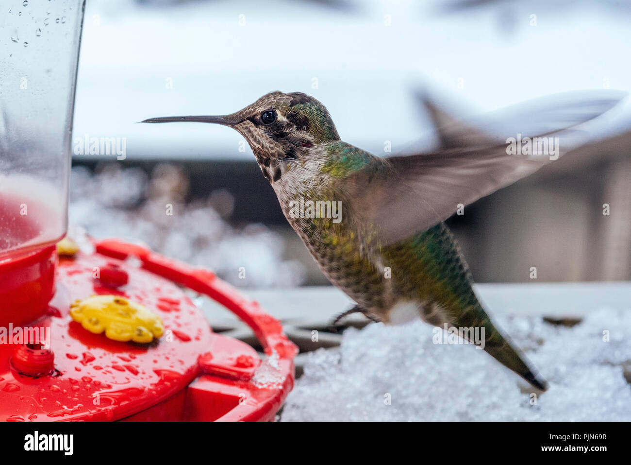 Northwest hummingbird hi-res stock photography and images - Alamy