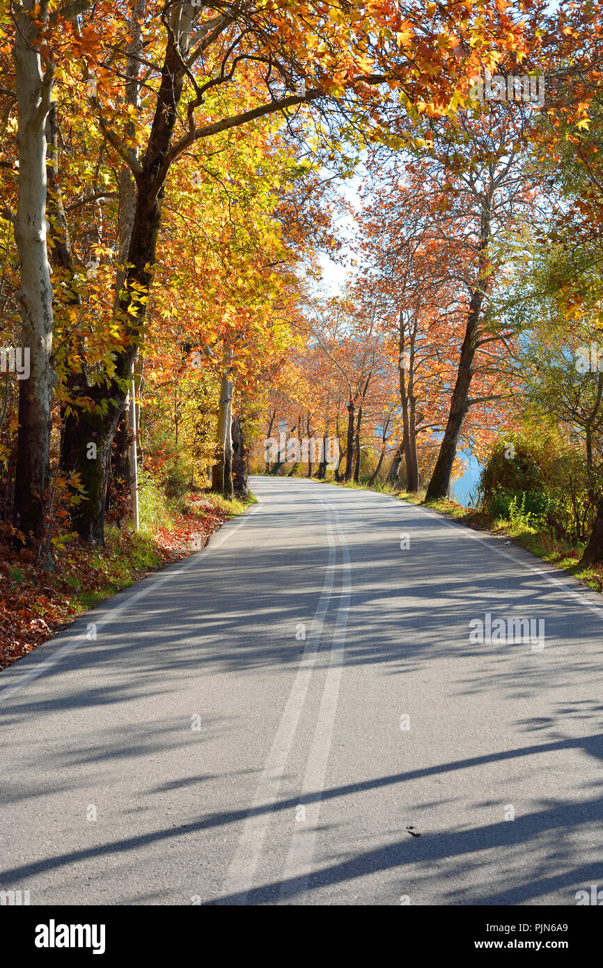 Fall scenery of a pathway with plane trees Stock Photo - Alamy
