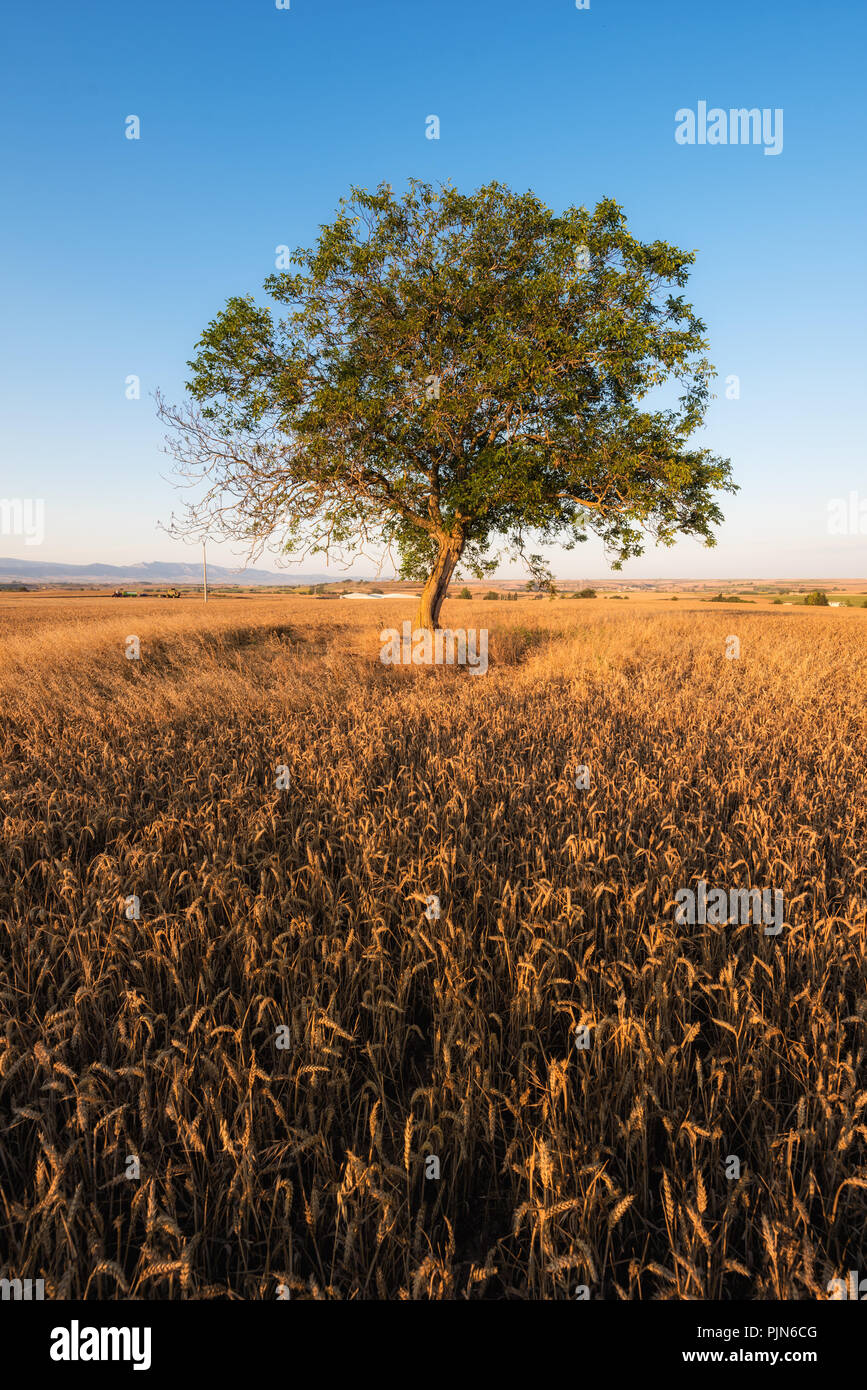 Tree and golden wheat field at sunset Stock Photo - Alamy