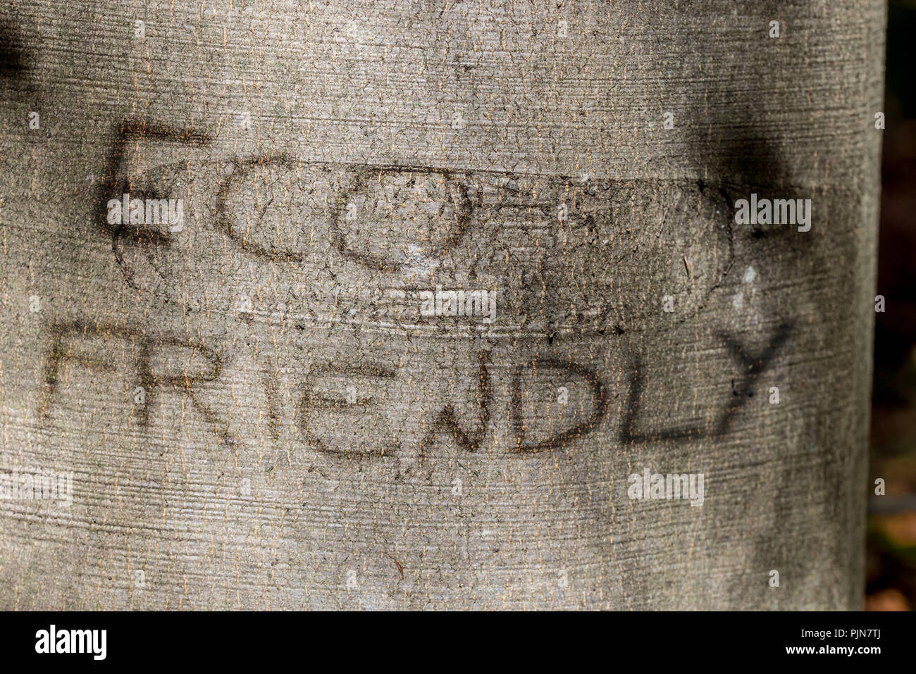 Tree with words carved hi-res stock photography and images - Alamy