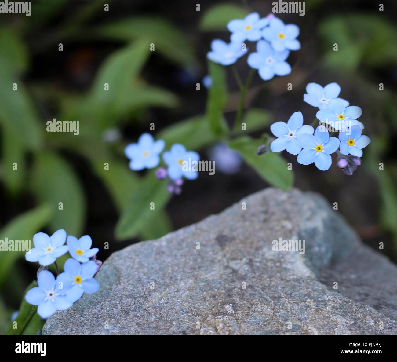 Forget-me-not flowers close-up view Stock Photo - Alamy