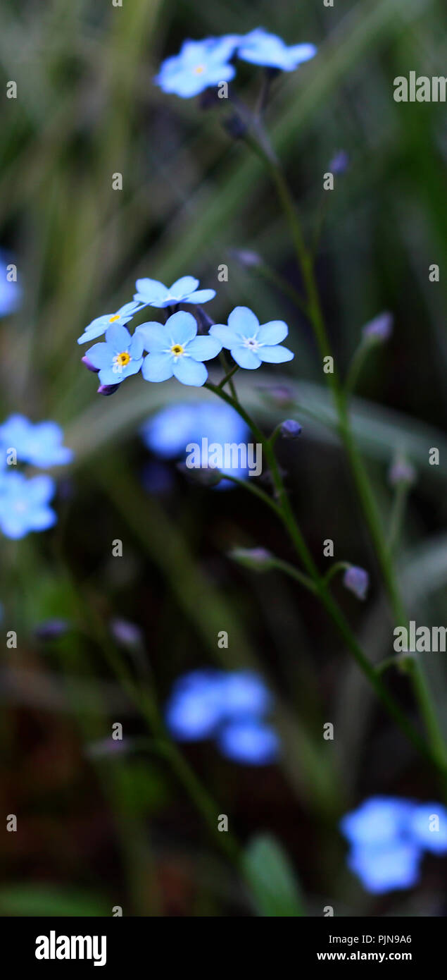 Forget-me-not flowers close-up view Stock Photo - Alamy