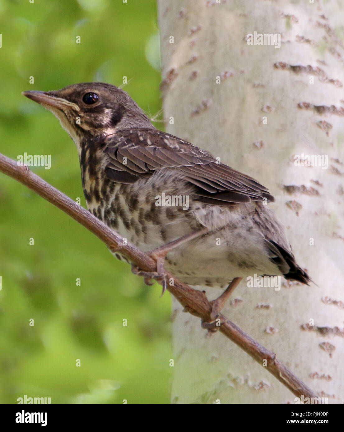 Wood thrush sitting on nest hi-res stock photography and images - Alamy
