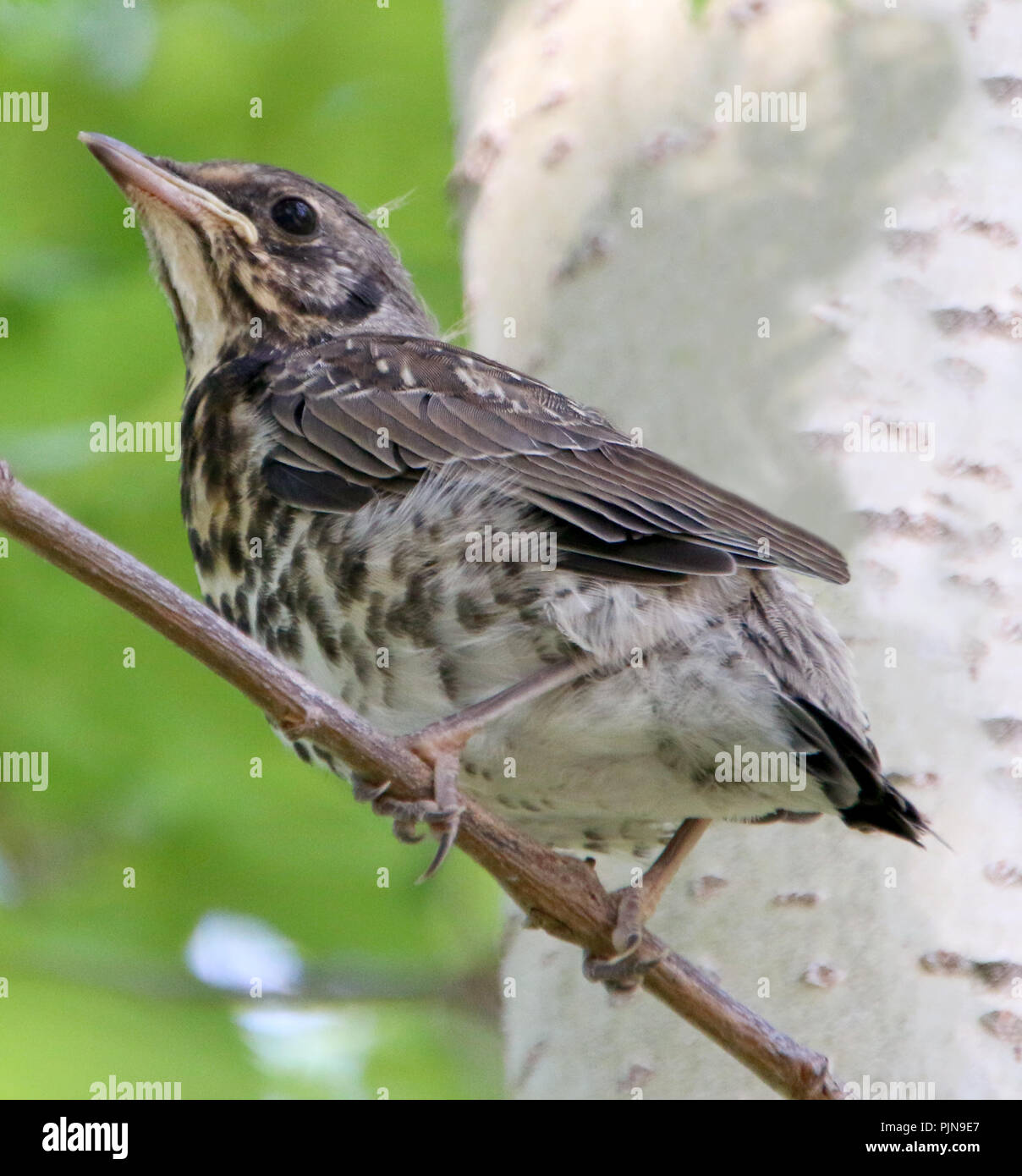 Wood thrush sitting on nest hi-res stock photography and images - Alamy