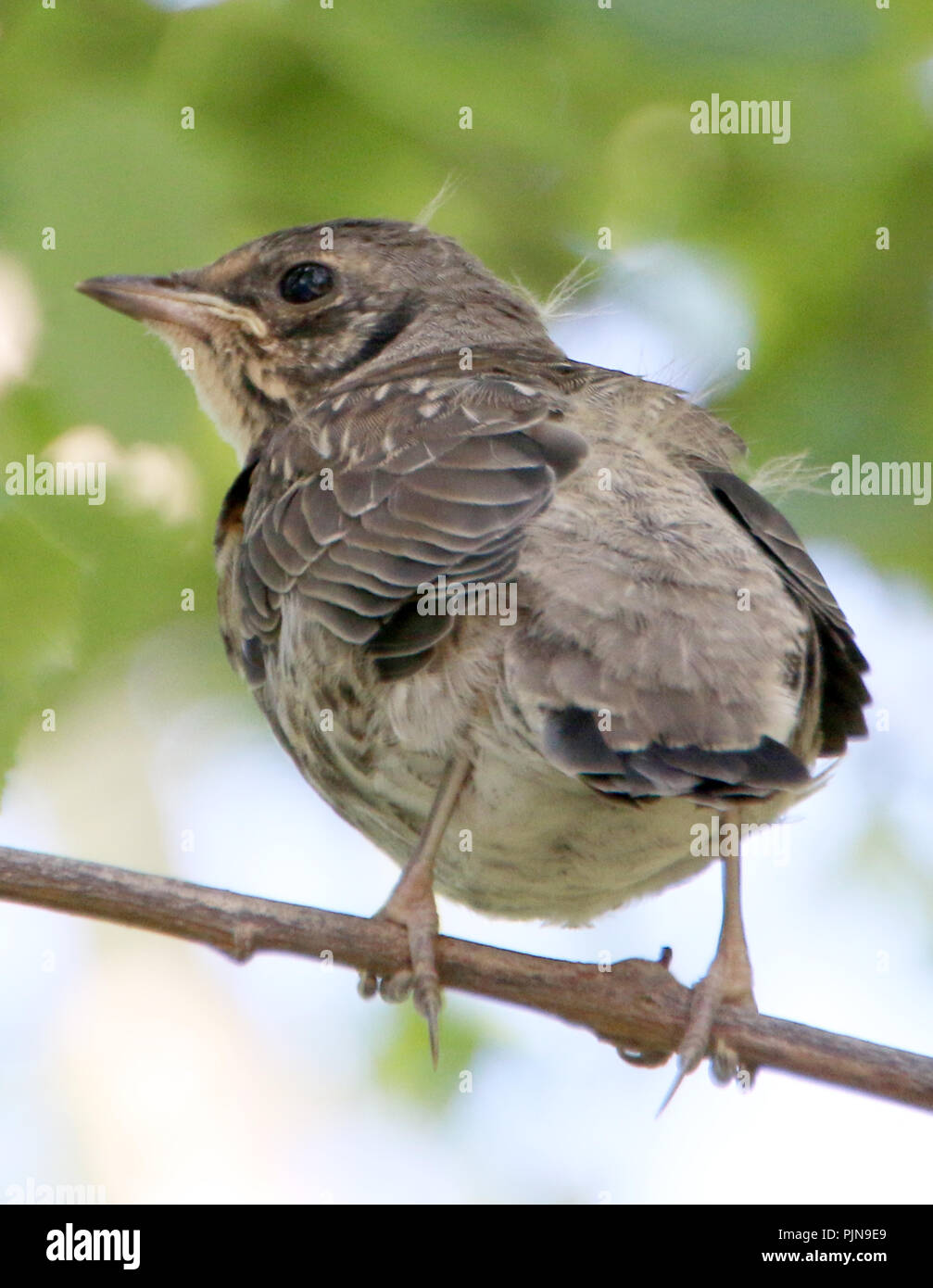 Song thrush chick hi-res stock photography and images - Alamy