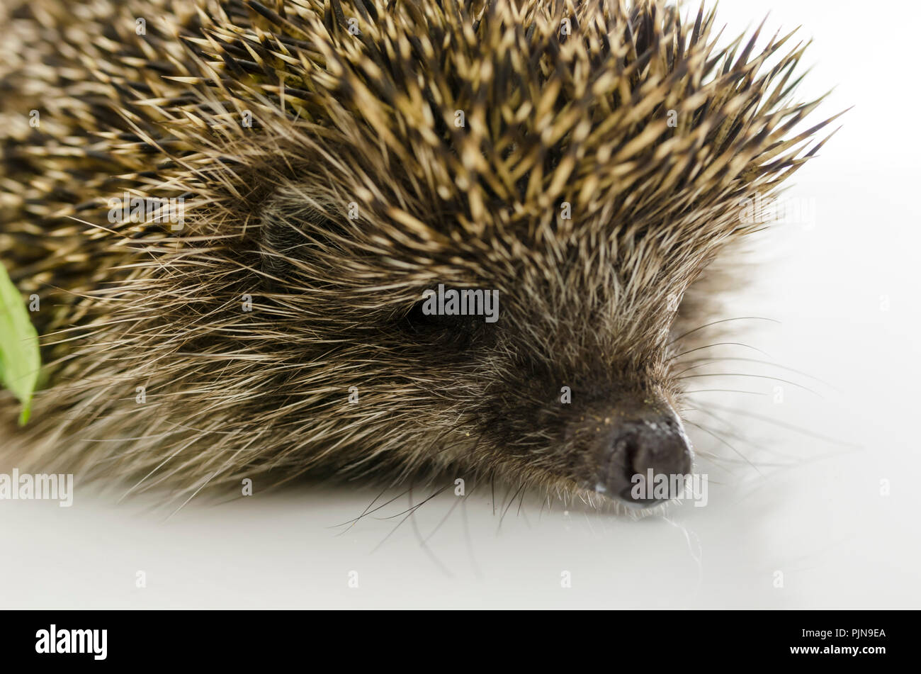 Hedgehogs head hi-res stock photography and images - Alamy