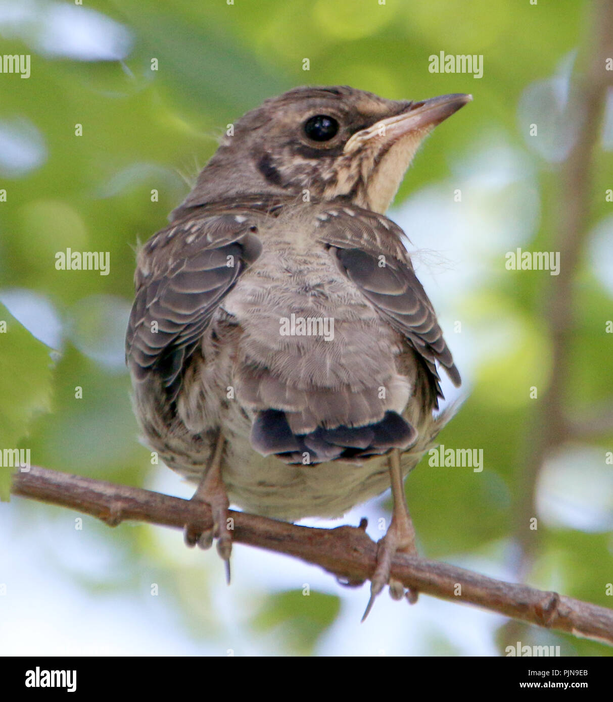Song thrush chick hi-res stock photography and images - Alamy