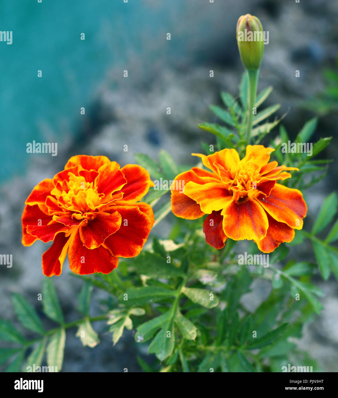 Blooming marigold also known as tagetes flowers Stock Photo - Alamy
