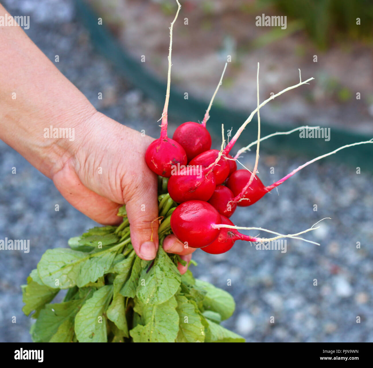 A bunch of ripe red radishes in a hand Stock Photo - Alamy