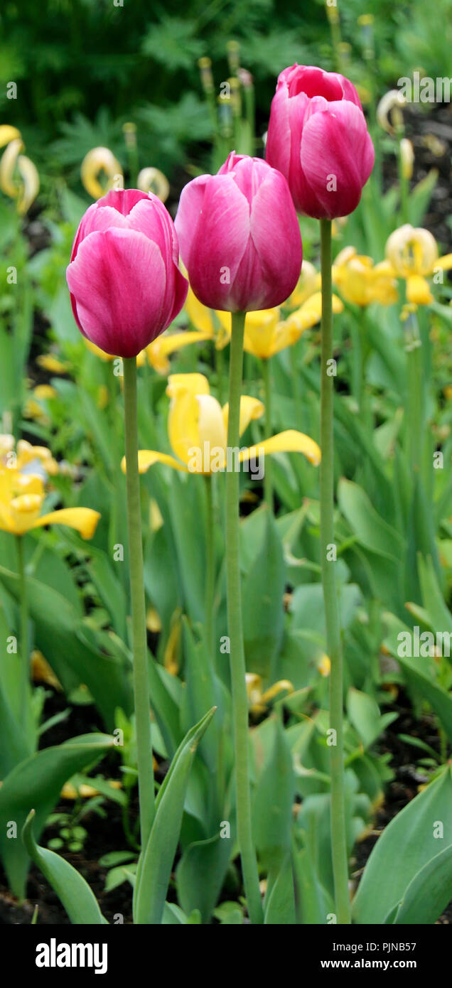 Blooming tulips in a flowerbed close-up view Stock Photo - Alamy