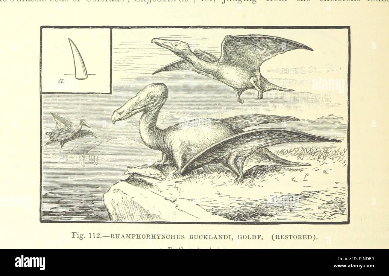 Image from page 166 of '[Our Earth and its Story a popular treatise on ...