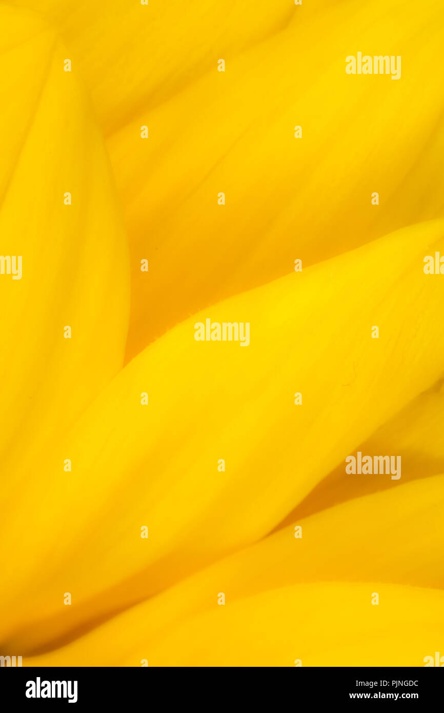 Sunflower yellow petals textured background Stock Photo - Alamy
