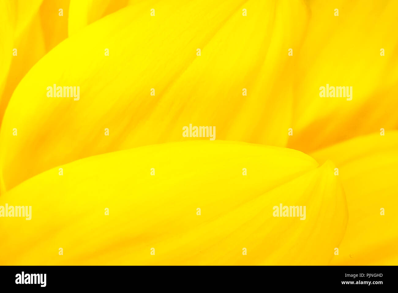 Abstract sunflower flower pattern wallpaper hi-res stock photography ...