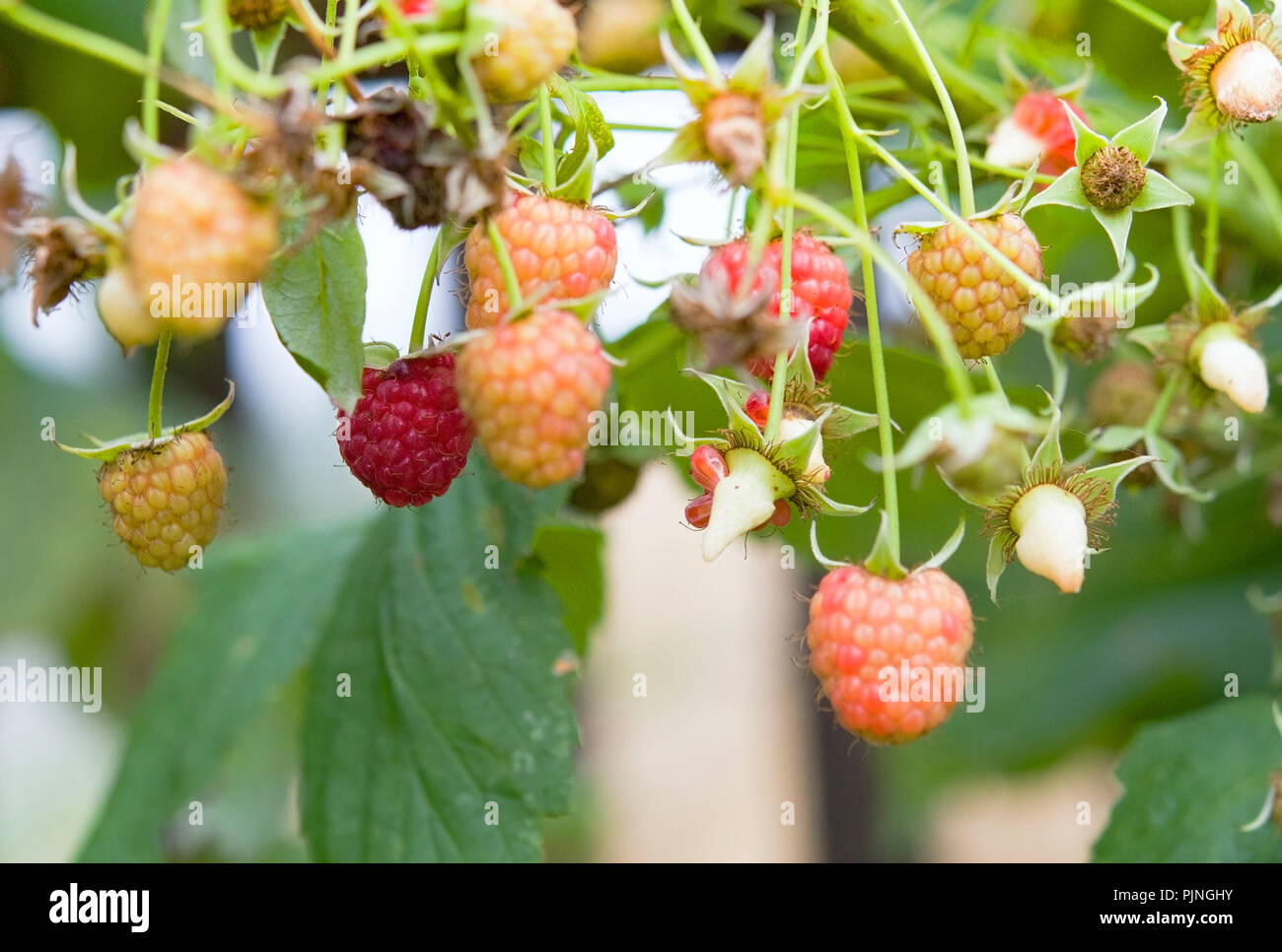 Raspberry plantation hi-res stock photography and images - Alamy