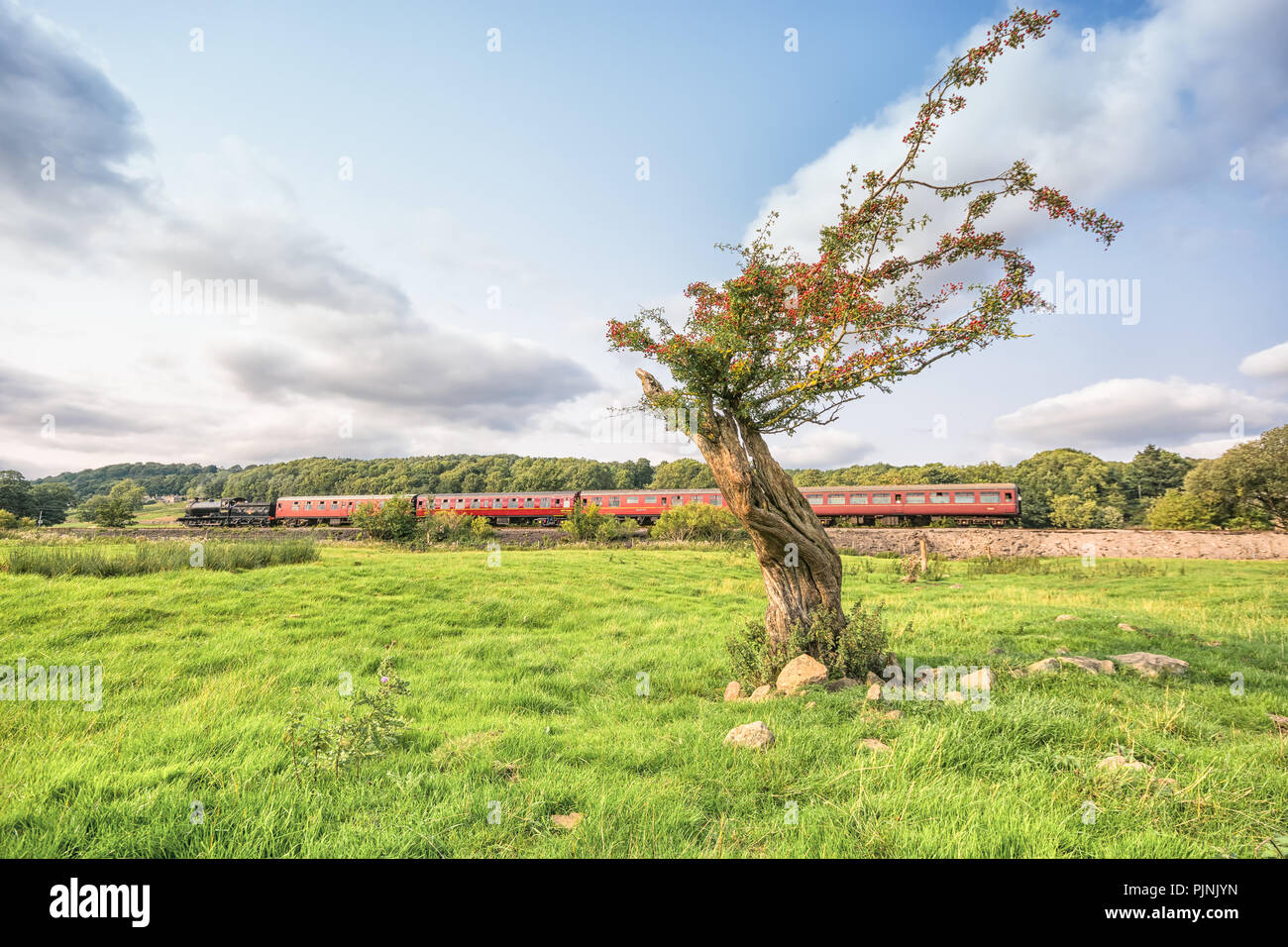 Hawthorn tree and steam train on the Wensleydale Railway Stock Photo ...