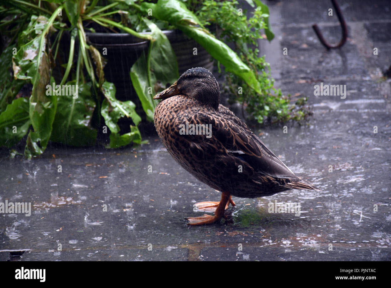 Water of s ducks back hi-res stock photography and images - Alamy