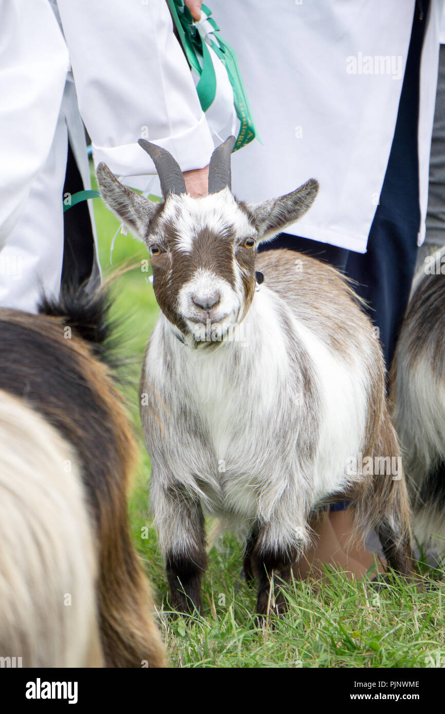 Frome, Somerset, UK. 8th September 2018. White Saanens Goats on display ...