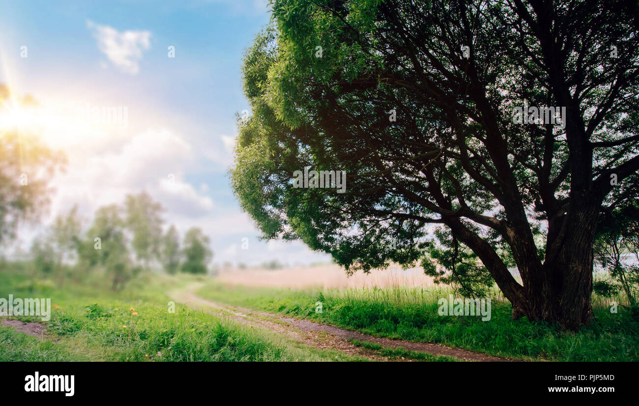 Alone tree in park. Summer sunrise landscape Stock Photo - Alamy