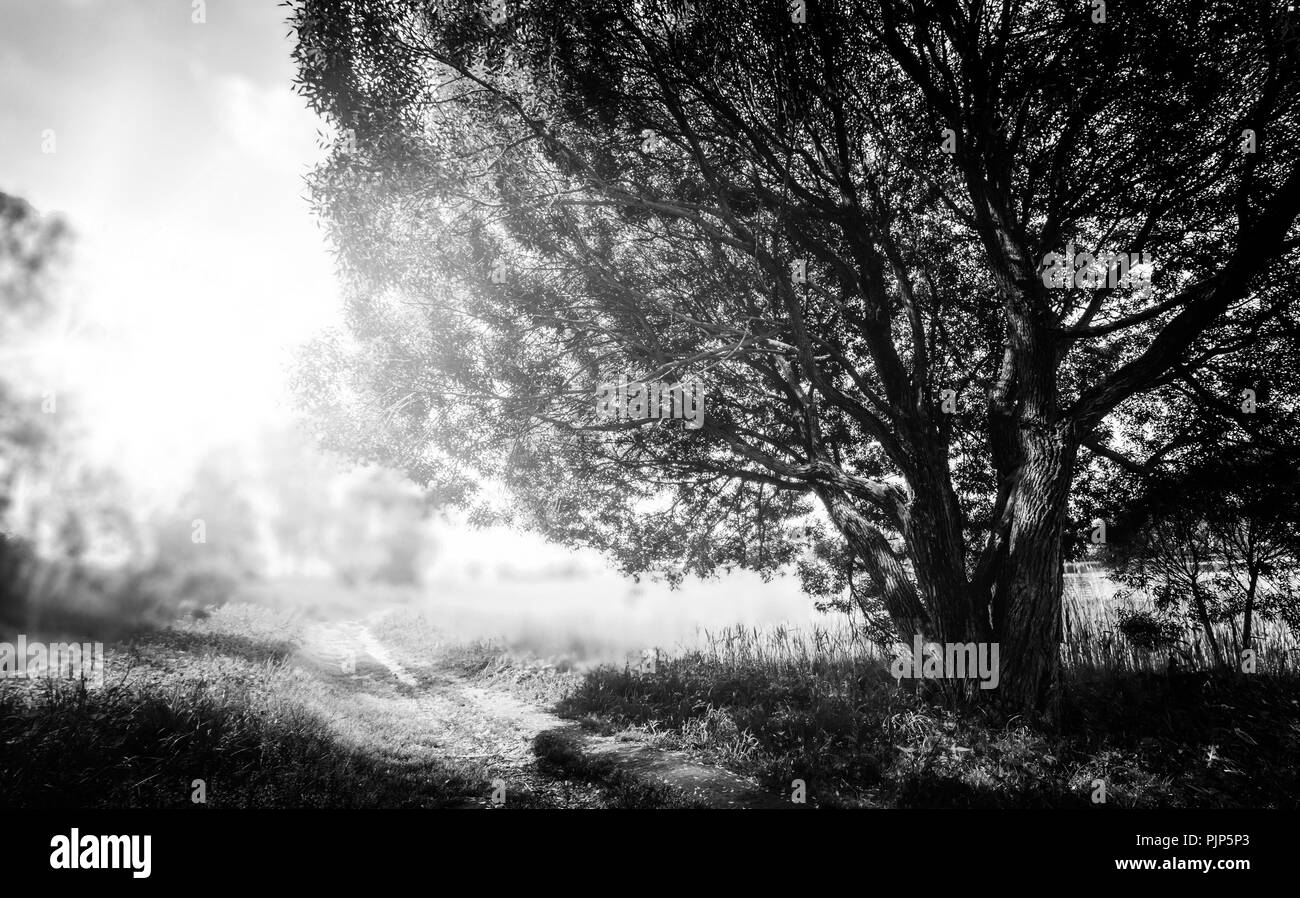 Alone tree black and white. Summer nature Stock Photo - Alamy