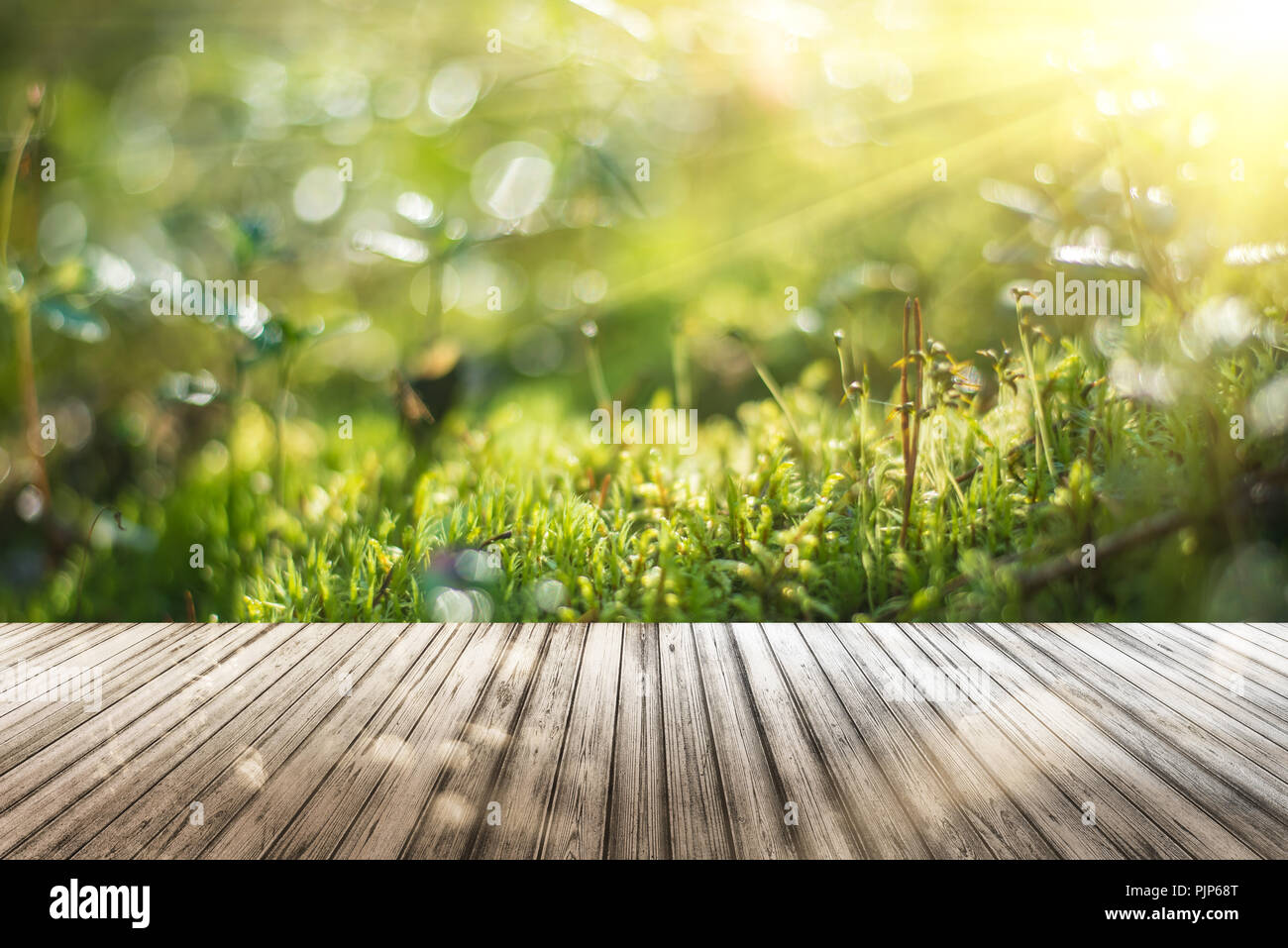 Summer forest macro nature sunrise Stock Photo - Alamy