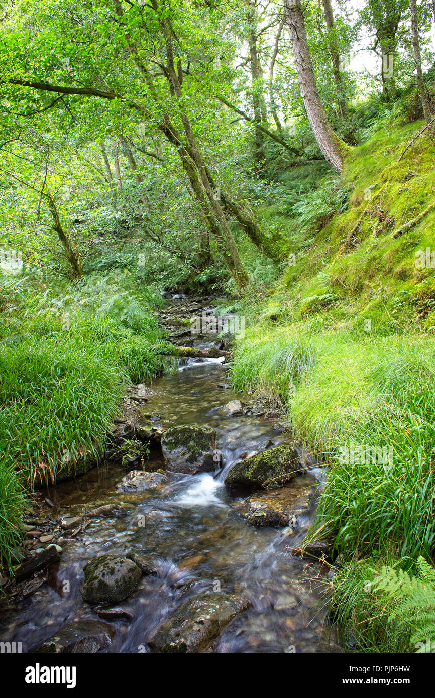 Woodland stream hi-res stock photography and images - Alamy