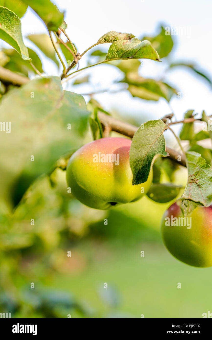 Closeup of apple tree branch with apples ripening on it Stock Photo - Alamy