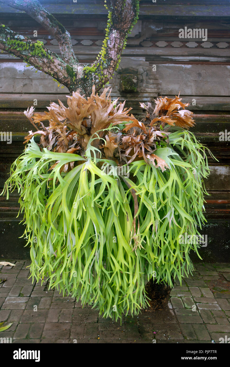 Tree Fern, Ubud, Gianyar, Bali, Indonesia Stock Photo - Alamy