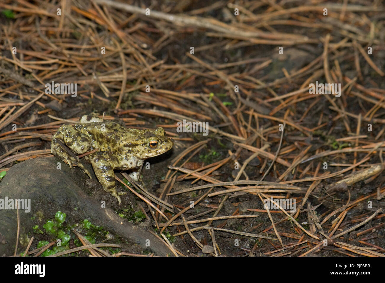 Common toad eye uk hi-res stock photography and images - Alamy