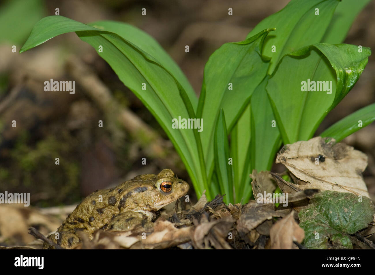 Male toad hi-res stock photography and images - Alamy