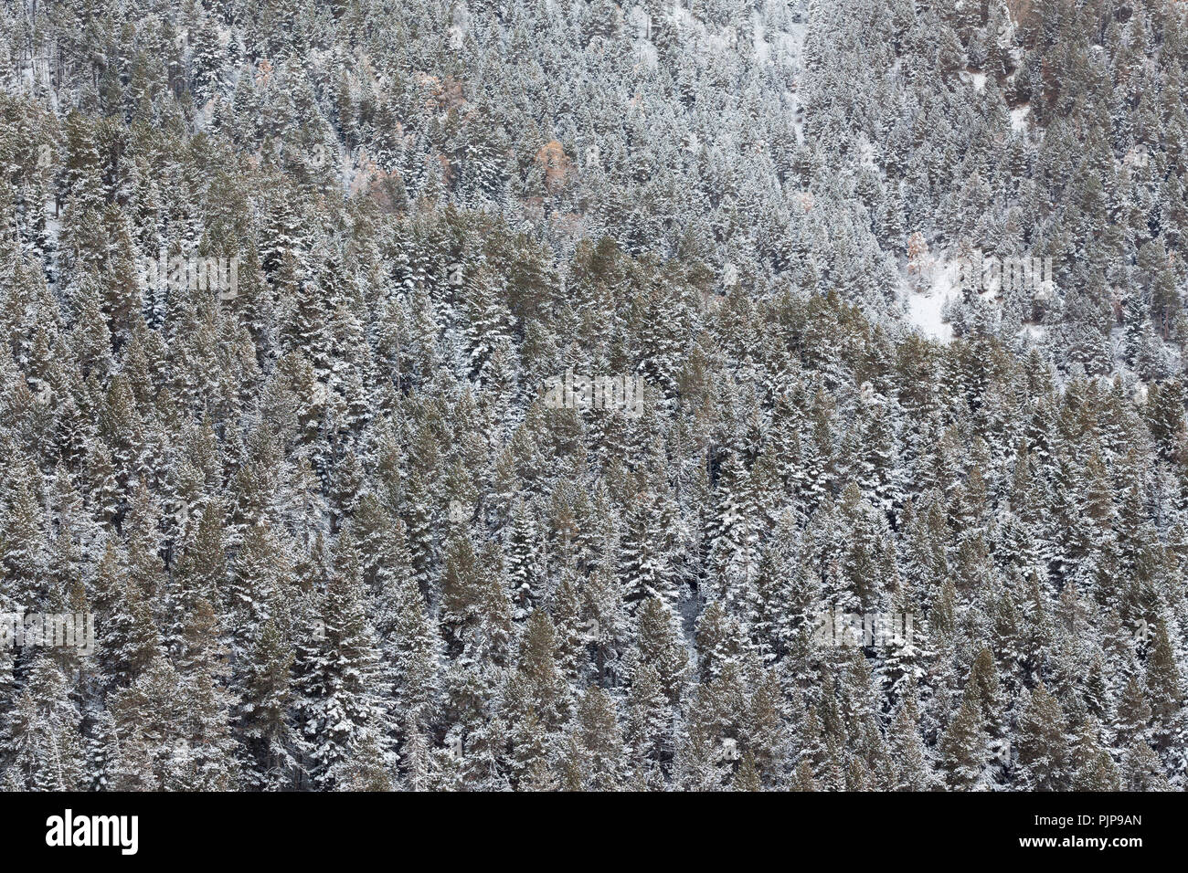 Beauty of conifers hi-res stock photography and images - Alamy