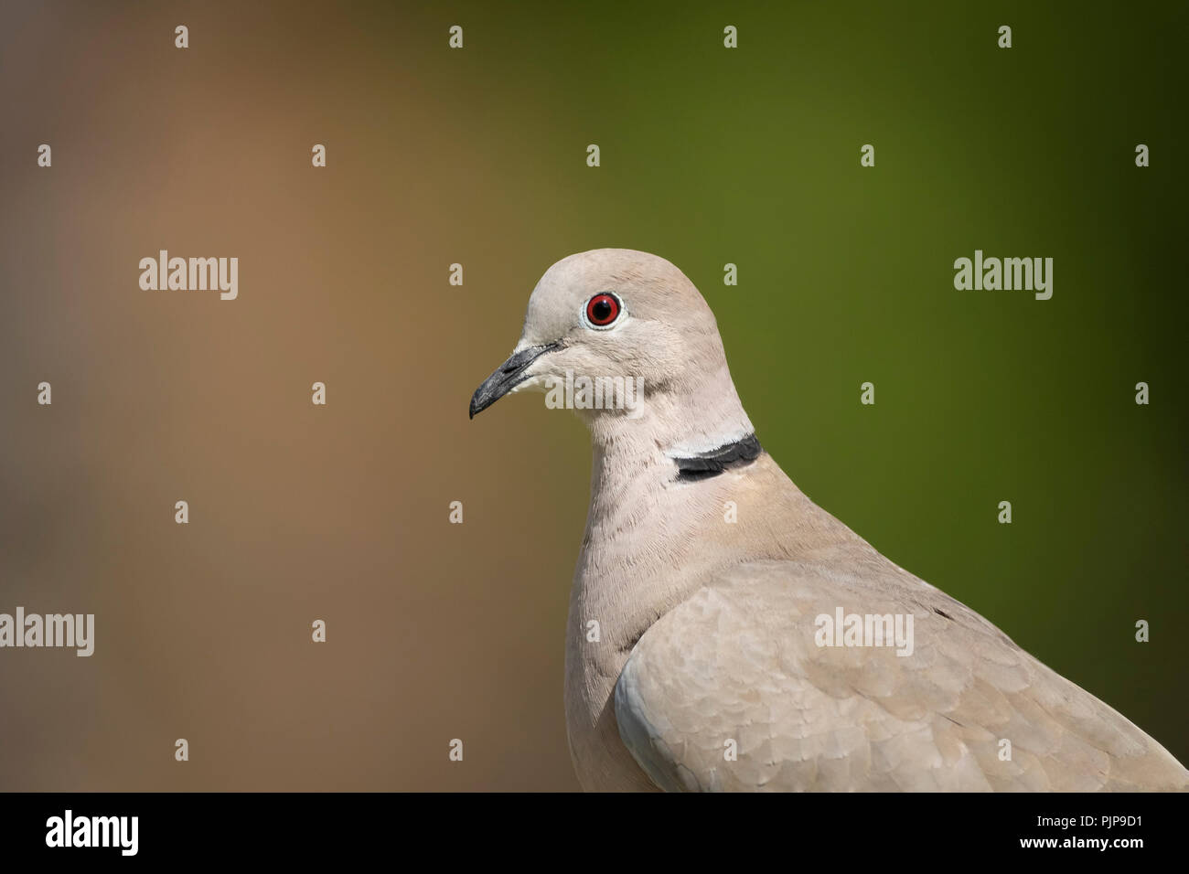 Eurasian Collared-dove (Streptopelia decaocto) portrait. Barcelona ...