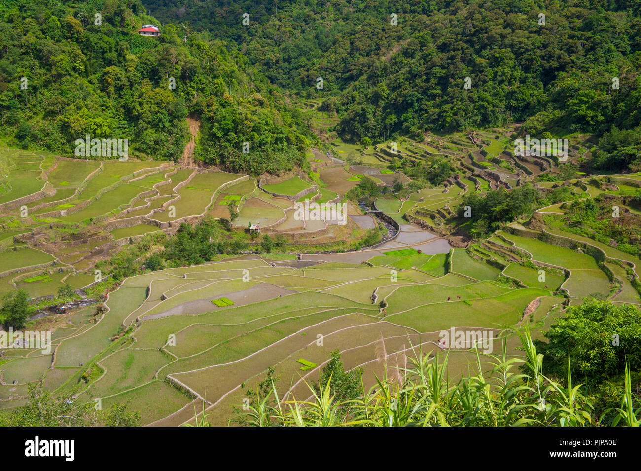View of rice terraces fields in Banaue, Philippines Stock Photo - Alamy