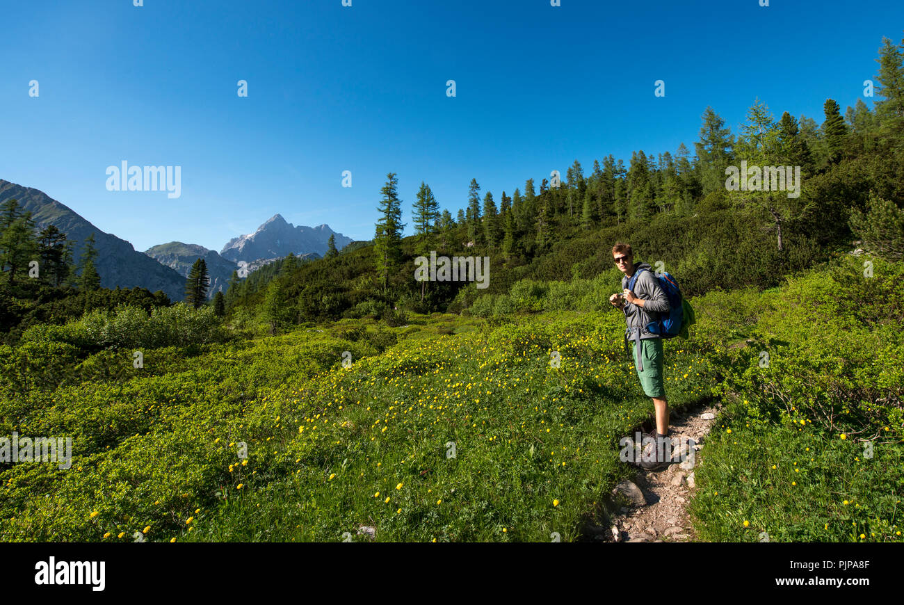Hiker on hiking trail with flower meadow, behind Watzmann massif ...