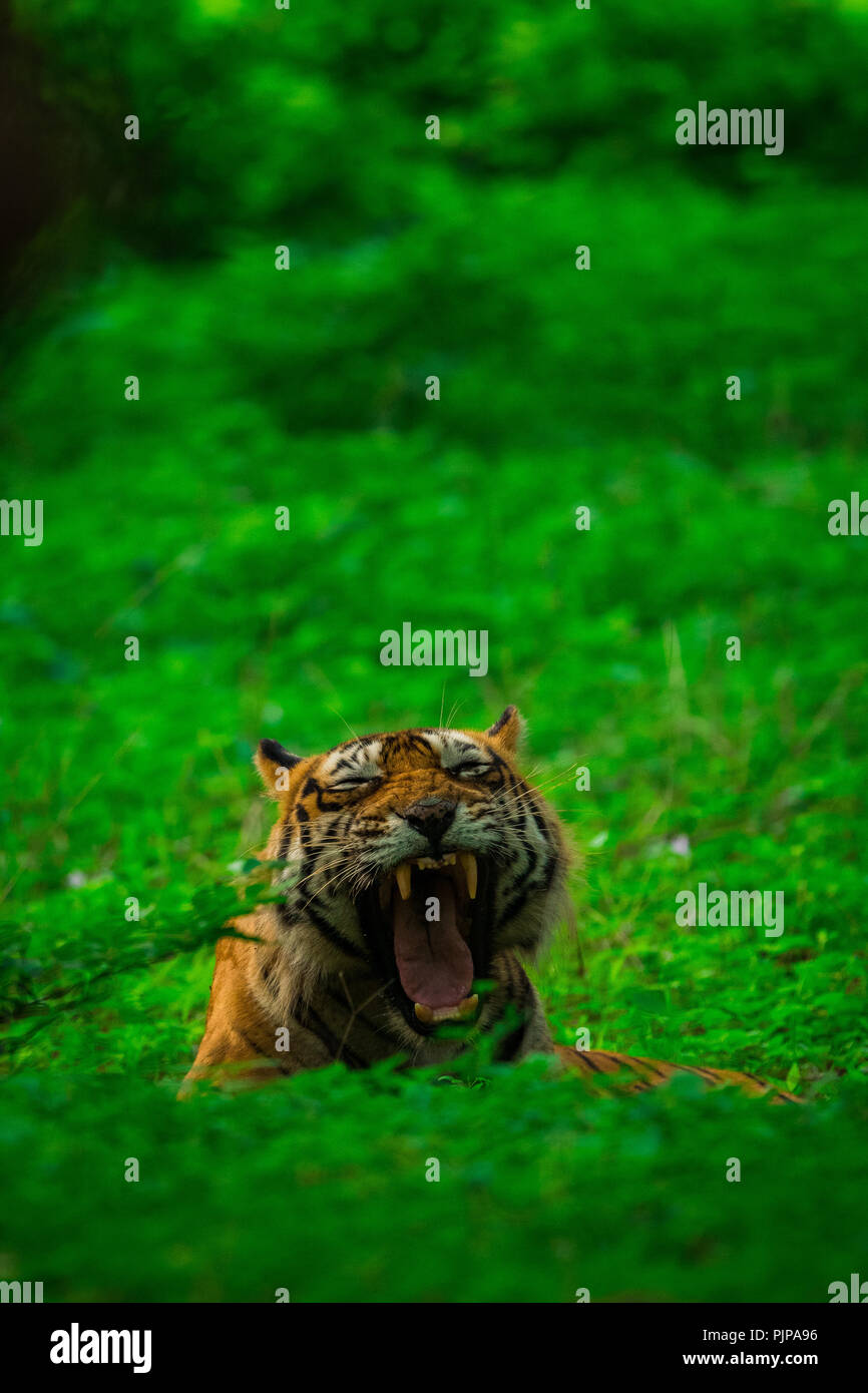 A male tiger yawning in monsoon rains and lush green park at ...