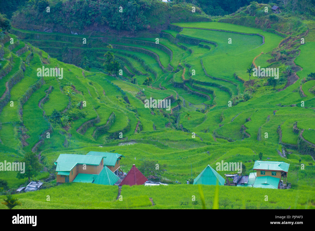 View of rice terraces fields in Banaue, Philippines Stock Photo - Alamy