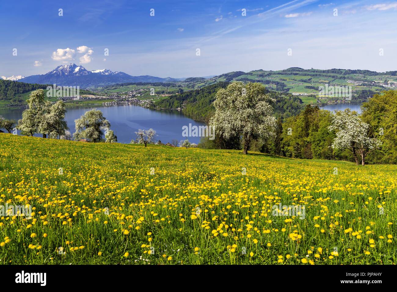 View of Lake Zug and Mount Pilatus, in front of the blossoming field of ...