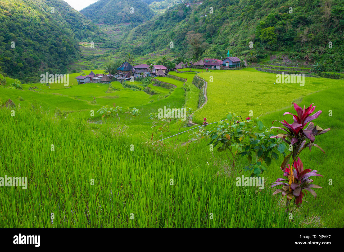 View of rice terraces fields in Banaue, Philippines Stock Photo - Alamy