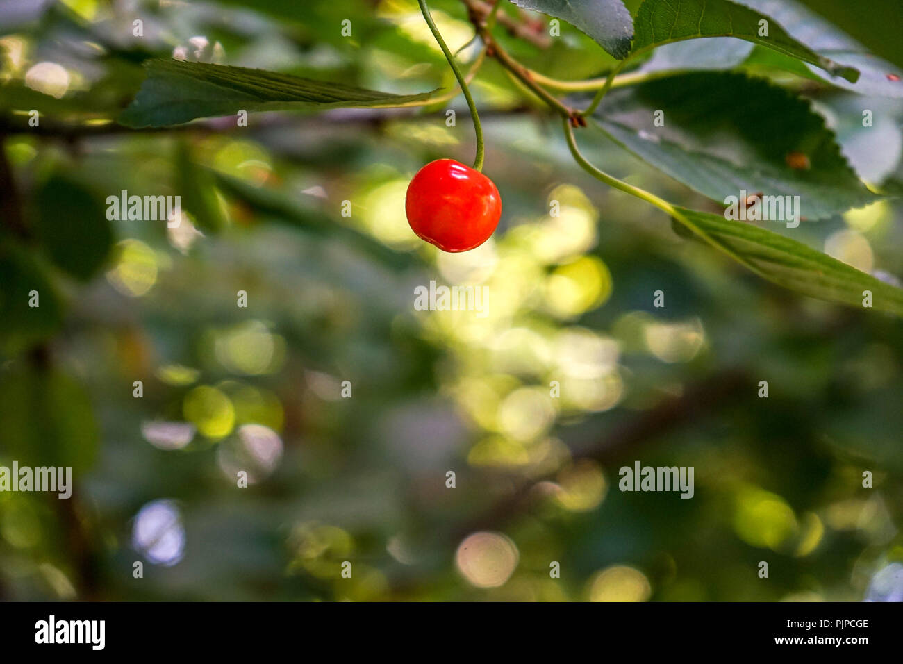 close up view of sweet red cherry hanging from tree with green garden ...