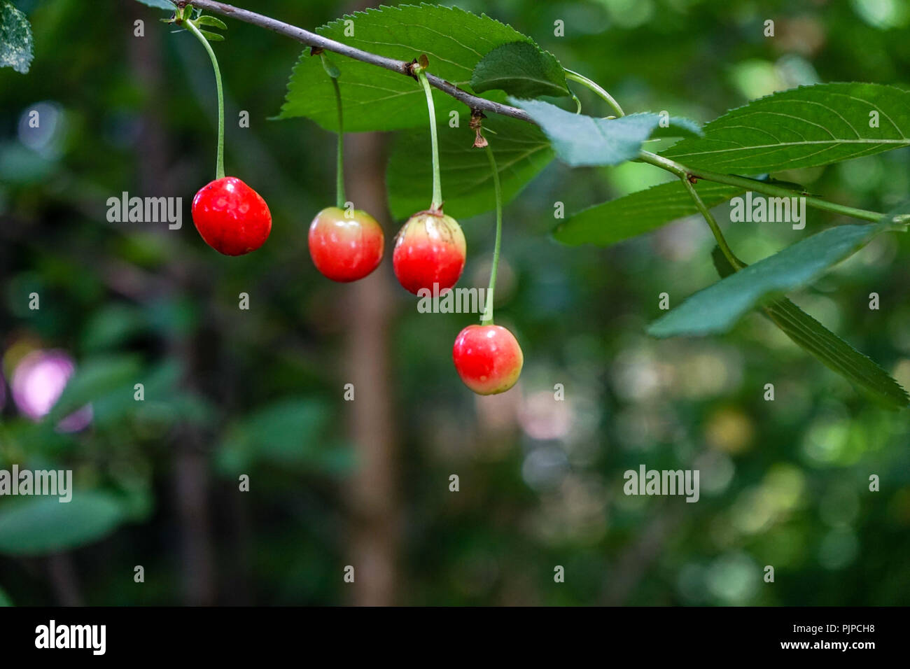 close up view of sweet red cherries hanging from tree with green garden ...