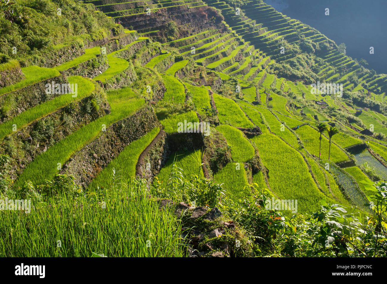 Philippines agriculture hi-res stock photography and images - Alamy