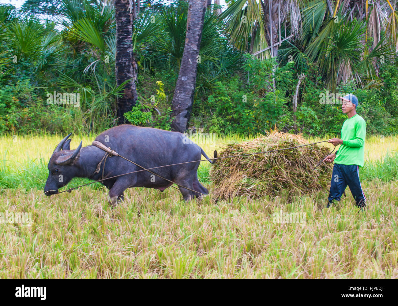 Filipino farmer working at a rice field in Marinduque island The ...