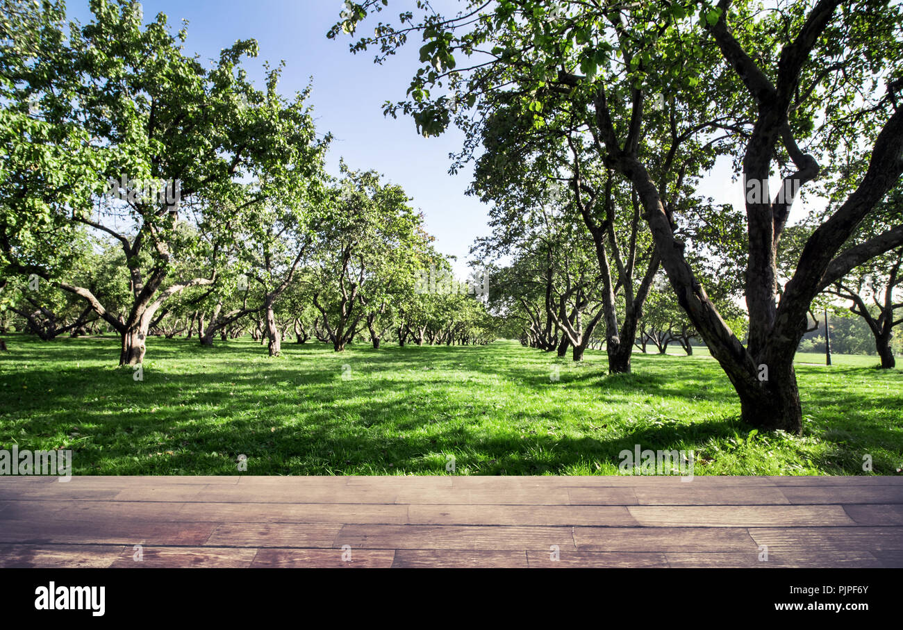 Park forest ecology background. Summer nature landscape Stock Photo - Alamy