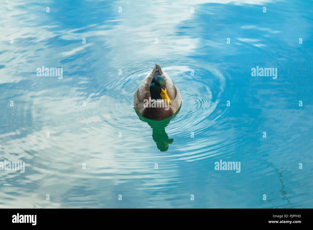 Cute duck swimming on surface hi-res stock photography and images - Alamy