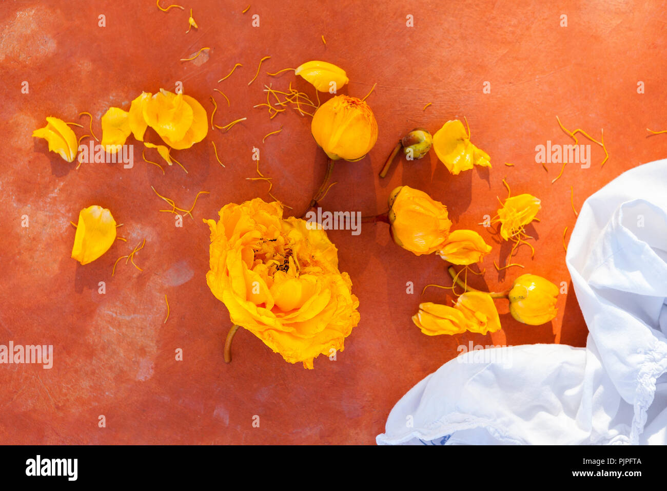 Yellow silk cotton tree hi-res stock photography and images - Alamy