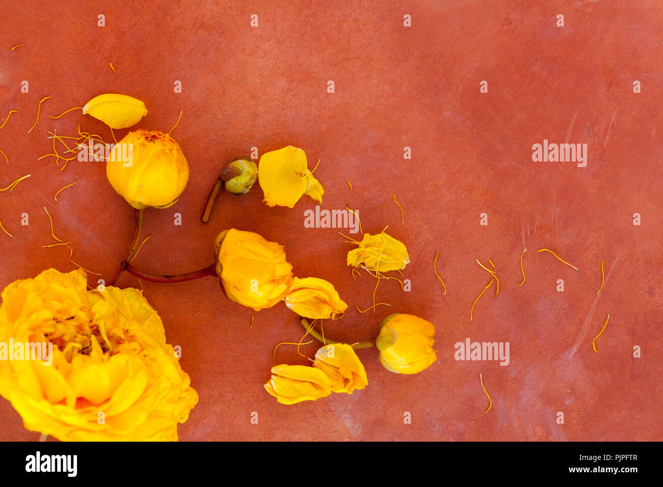 Yellow silk cotton tree flowers on brown table from above Stock Photo ...