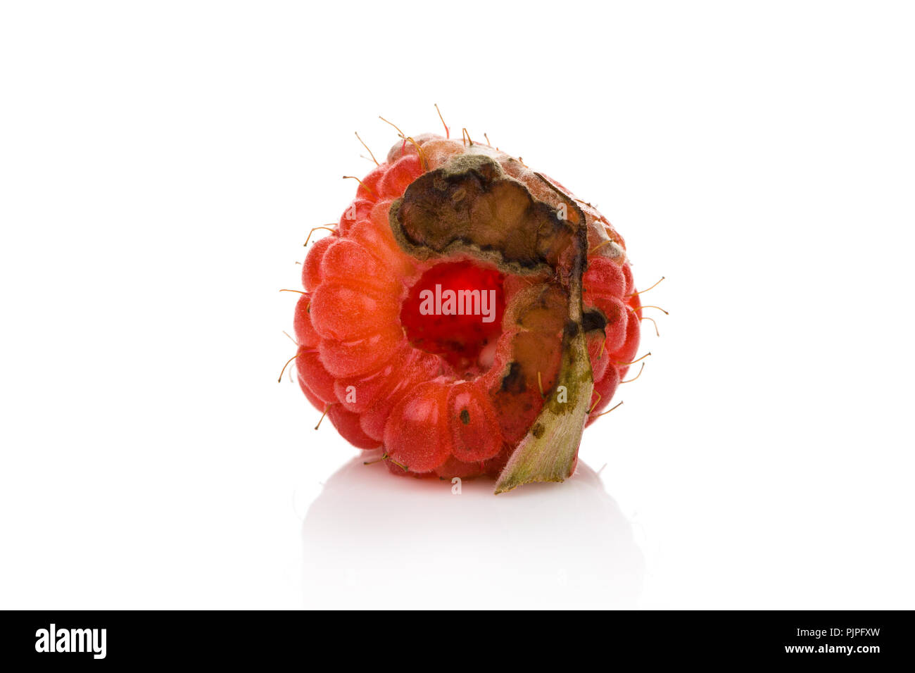 Rotten raspberry with mold cutout on white background. Uneatable ...