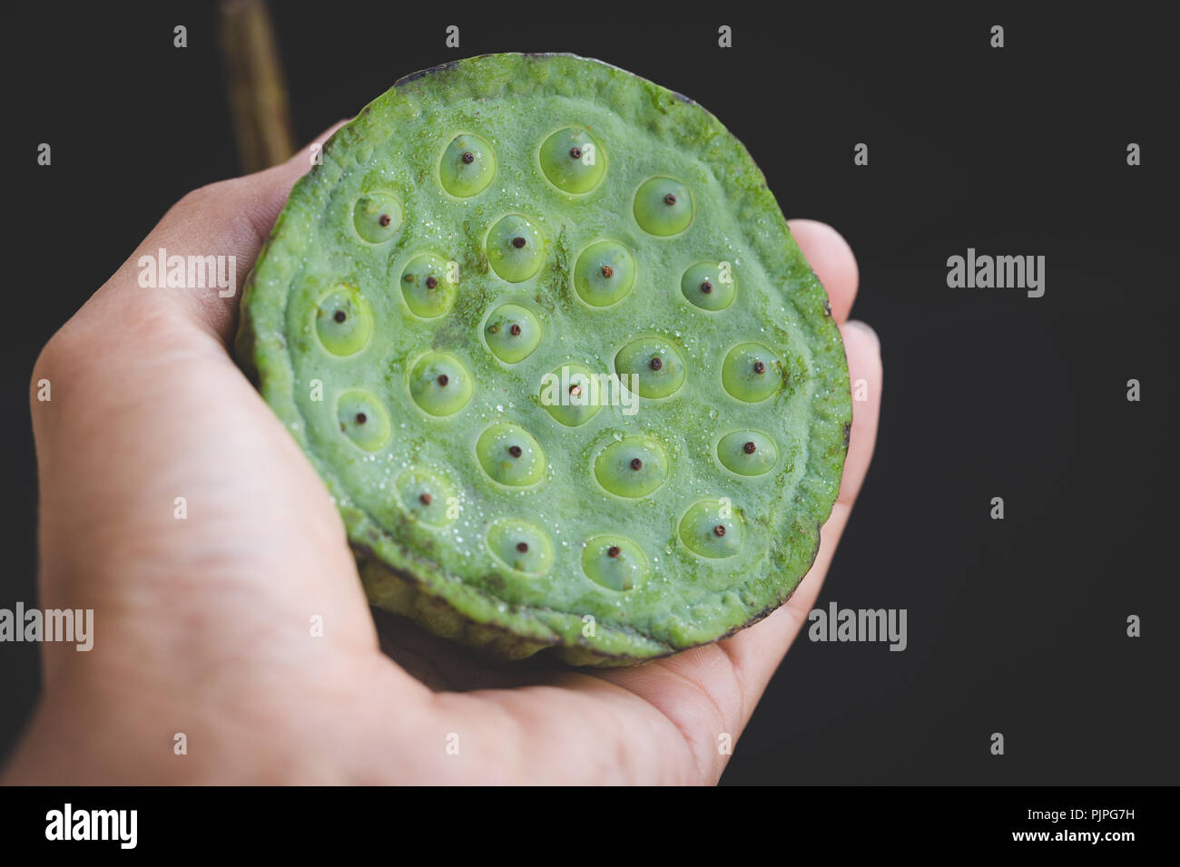 Fresh lotus seeds hi-res stock photography and images - Alamy
