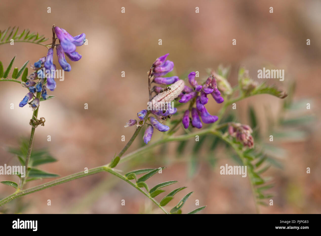 Green-underside blue caterpillar with ants Stock Photo - Alamy