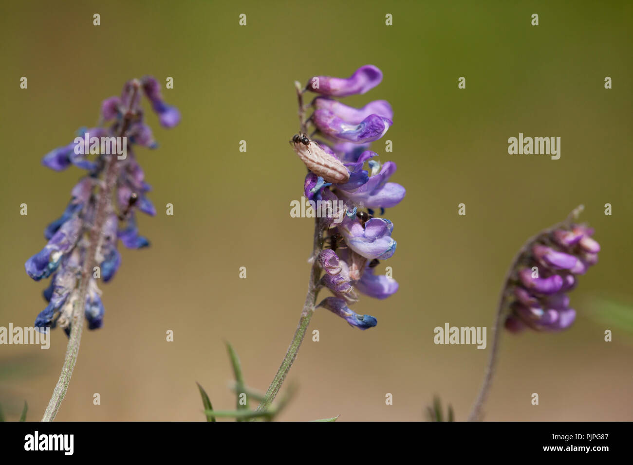 Green-underside blue caterpillar with ants Stock Photo - Alamy