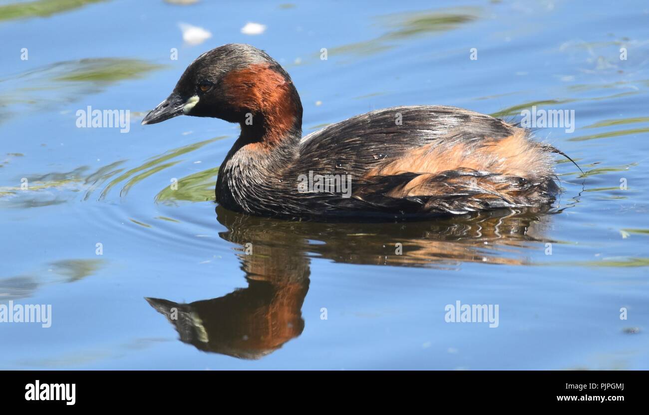 Little Grebe, in Summer plumage at RSPB Rainham Marsh, Essex Stock ...